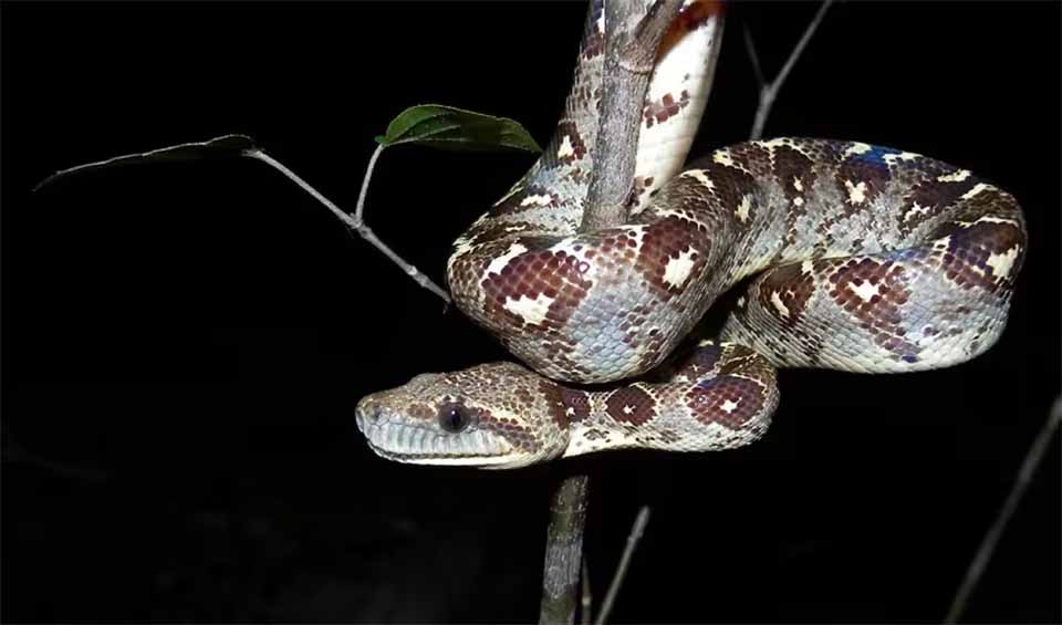 Boidae – Boas & anacondas: facts, distribution & population | BioDB